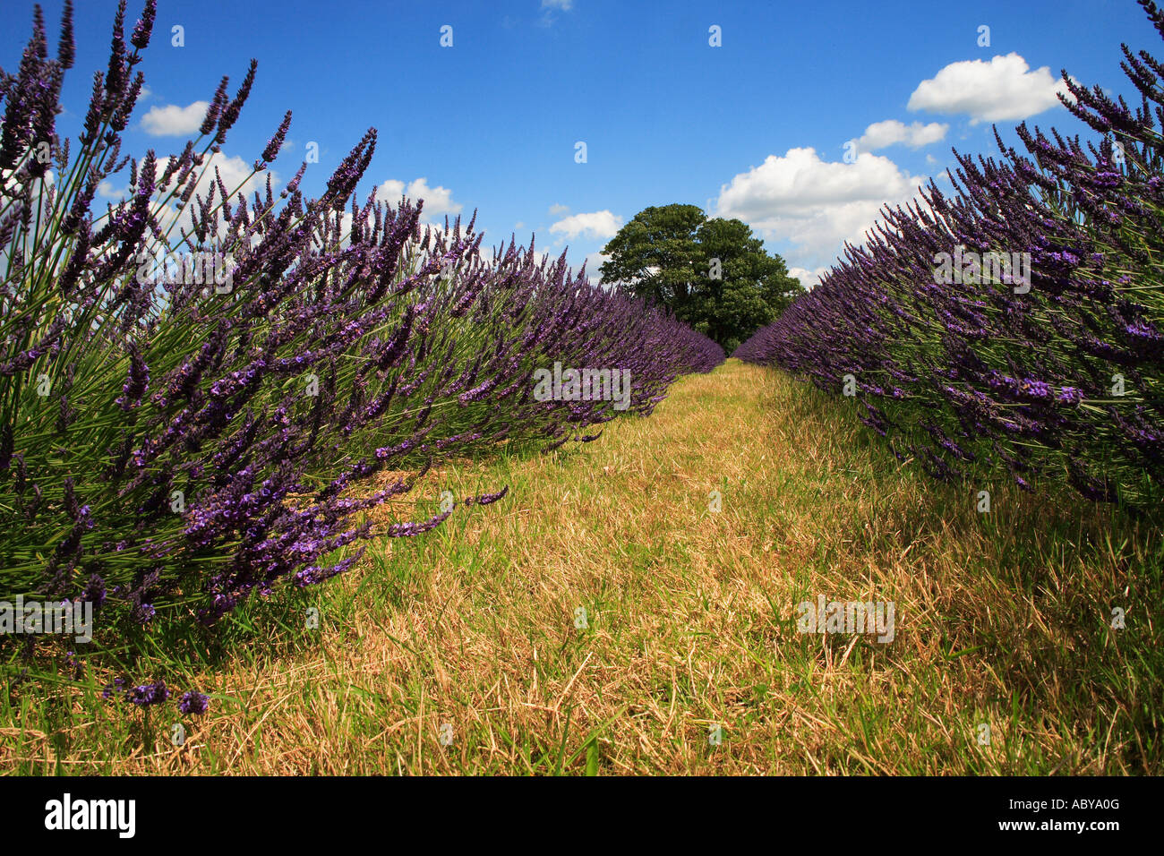 Lavender field, Lavendula angustifolia, Banstead, Surrey, England Stock ...