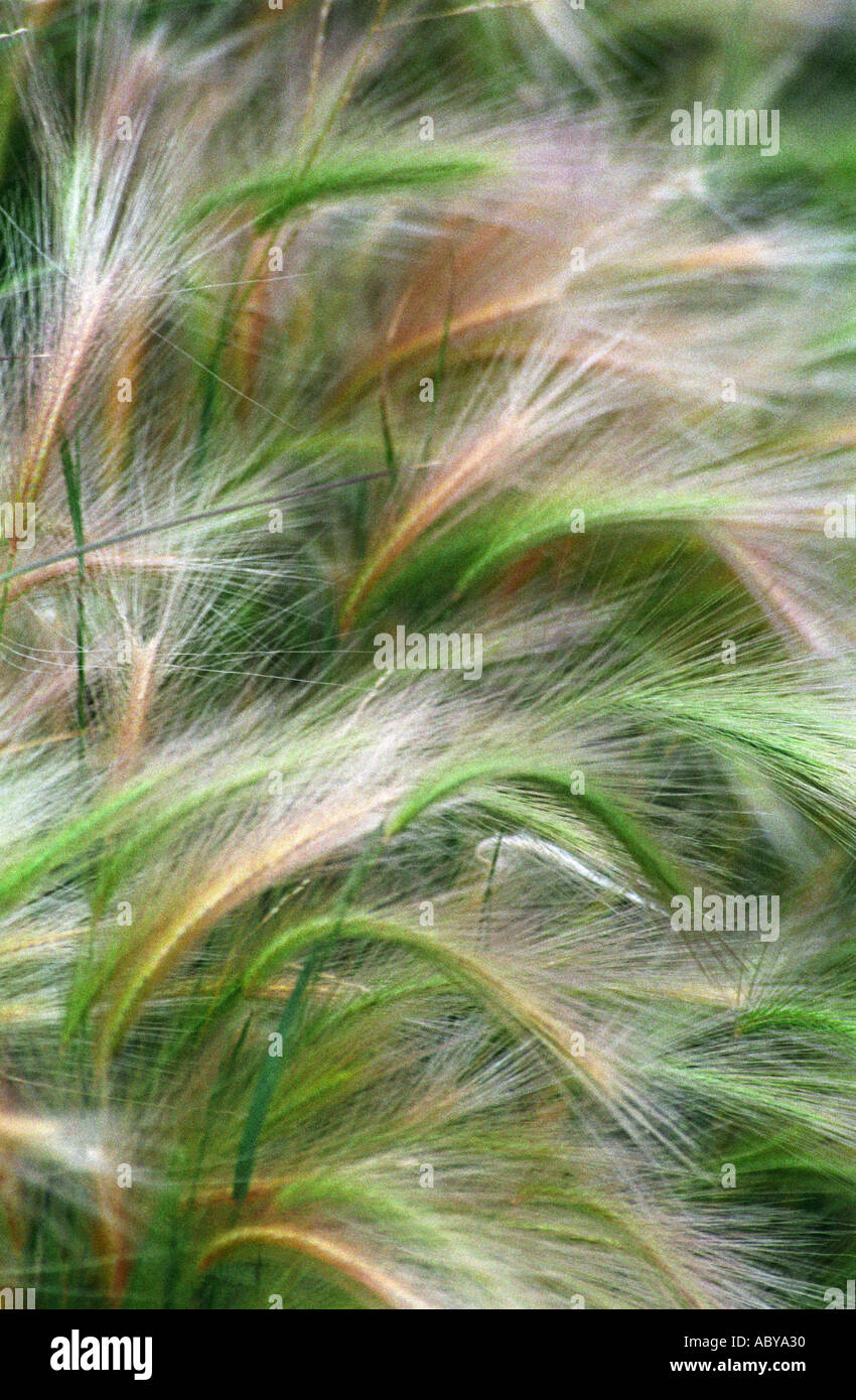 Foxtails hi-res stock photography and images - Alamy