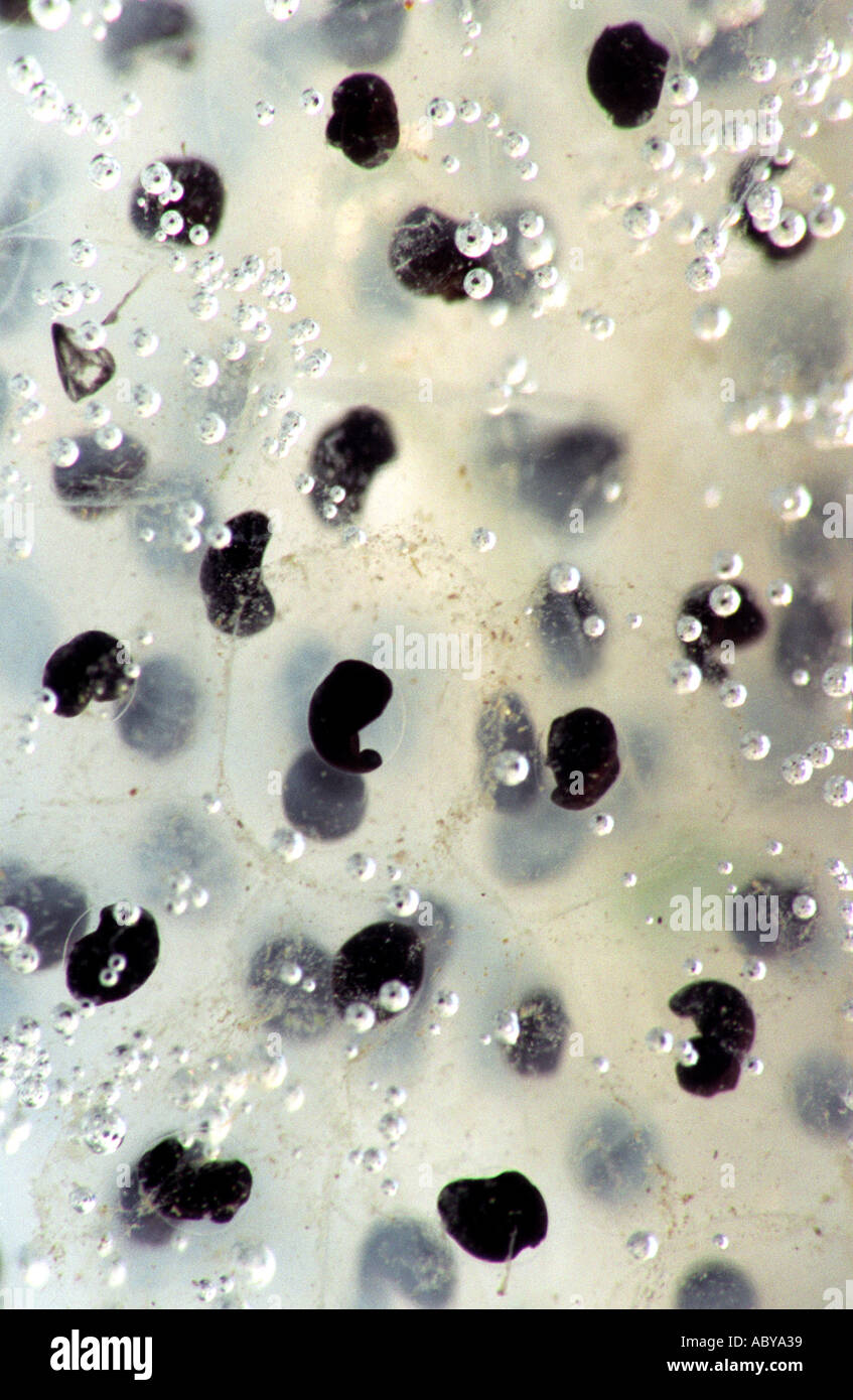 Developing frog eggs hi-res stock photography and images - Alamy