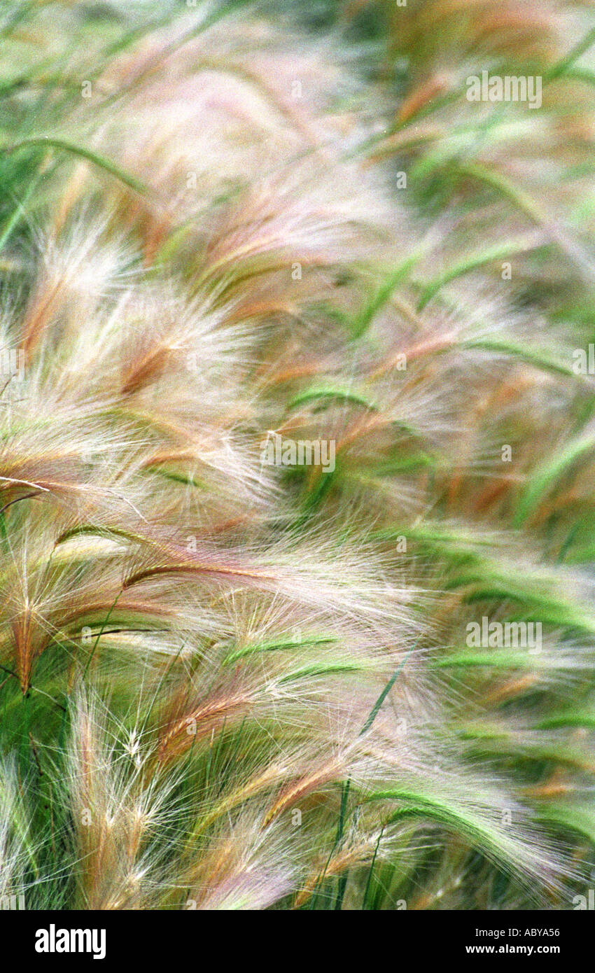 Foxtails hi-res stock photography and images - Alamy