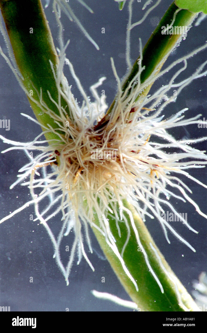 plant roots in water Stock Photo - Alamy