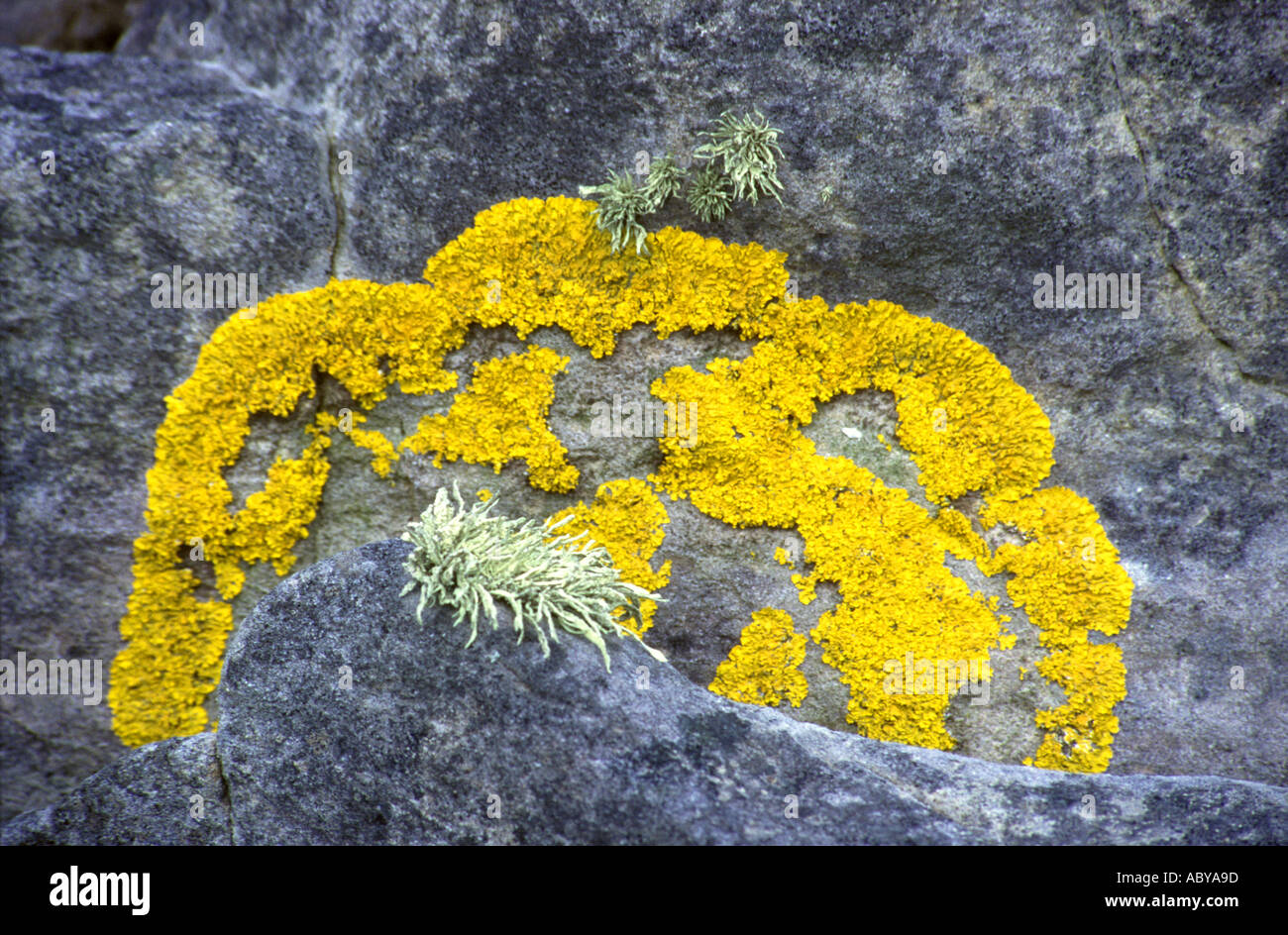 Yellow lichen on rock Stock Photo - Alamy