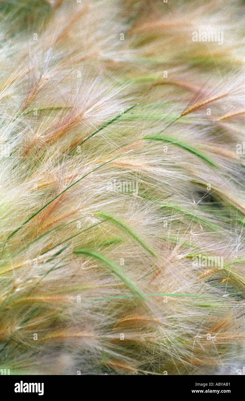 Foxtails hi-res stock photography and images - Alamy