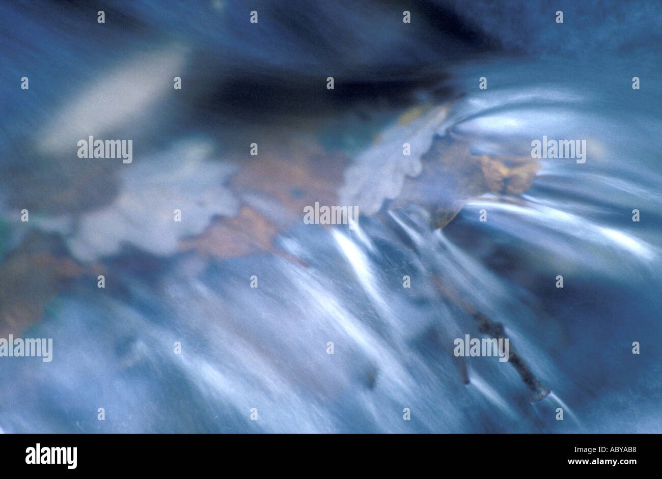 Caught leaves hi-res stock photography and images - Alamy