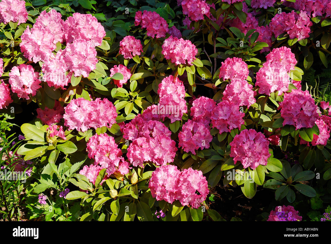 blooming Rhododendron botanical garden Munich Bavaria Germany Stock ...