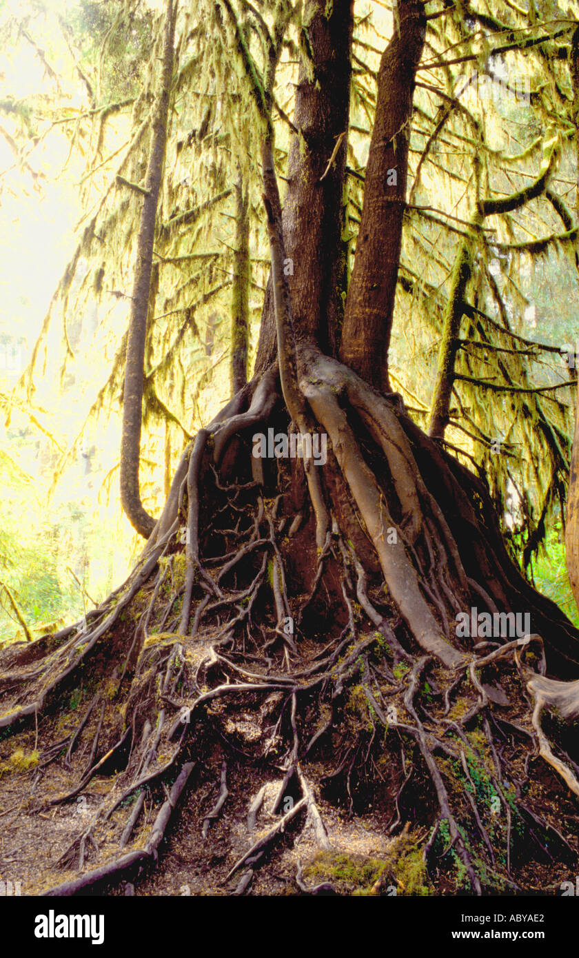 Olympic rainforest tree roots Stock Photo - Alamy