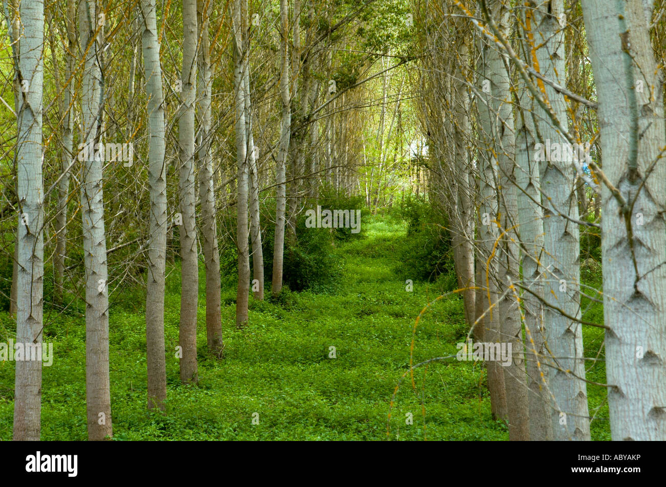 Stand of cultivated trees in Tuscany region of Italy Stock Photo - Alamy