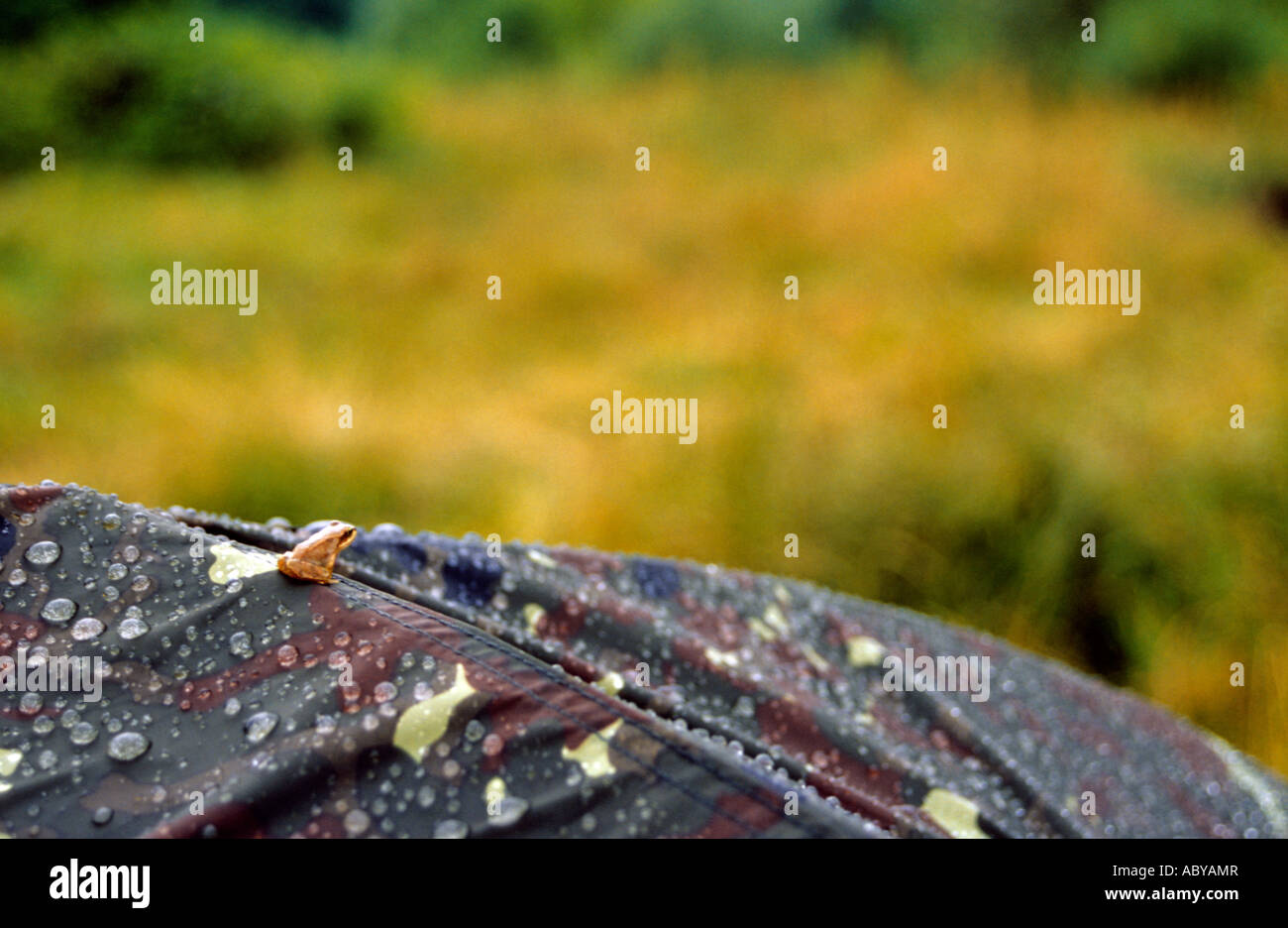 frog on the tent Stock Photo - Alamy
