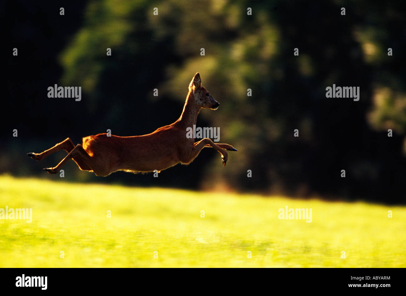 Roe Deer leaping in full flight across a field Stock Photo - Alamy