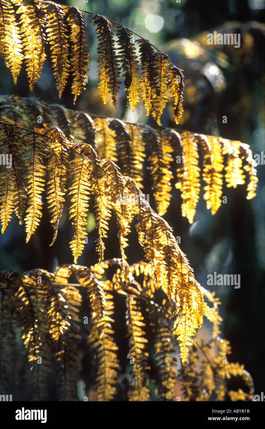 Dead bracken fronds hi-res stock photography and images - Alamy