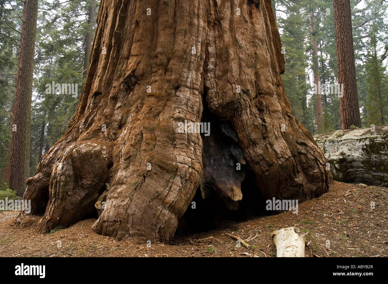Sequoia tree trunk Robert E. Lee Stock Photo - Alamy