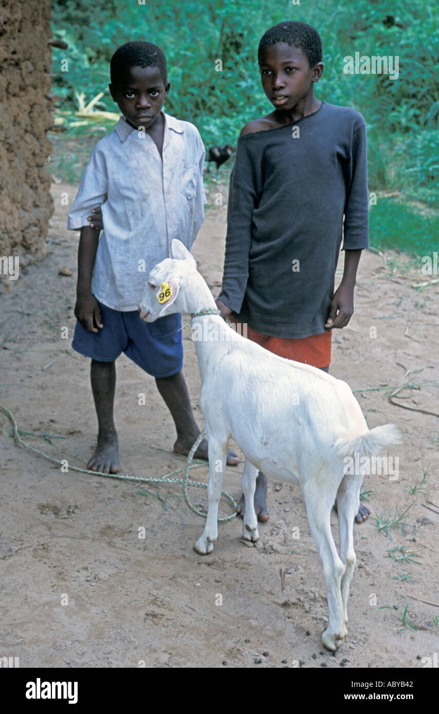 Heifer international goat hi-res stock photography and images - Alamy