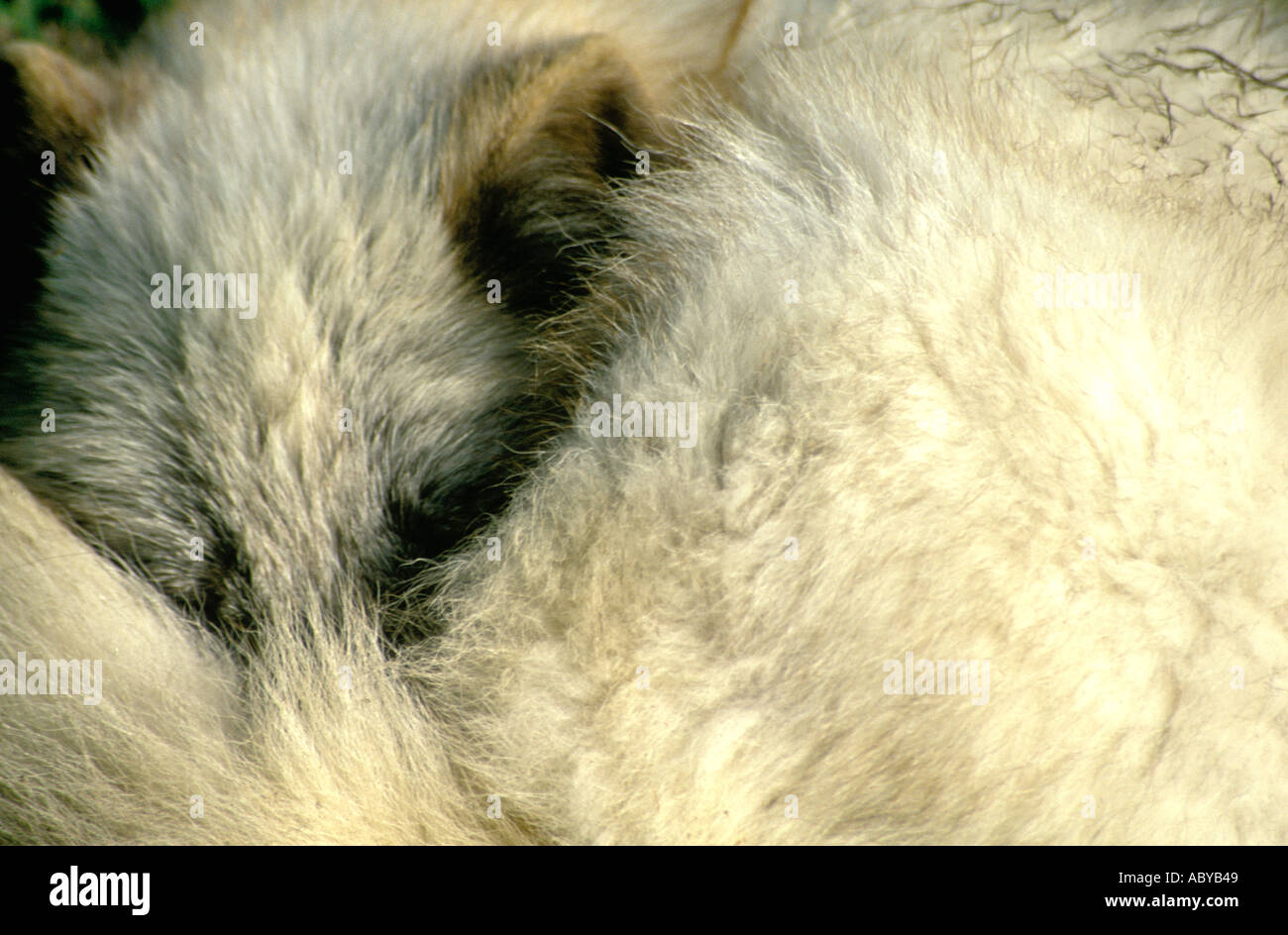 Arctic fox curled up sleeping Stock Photo - Alamy