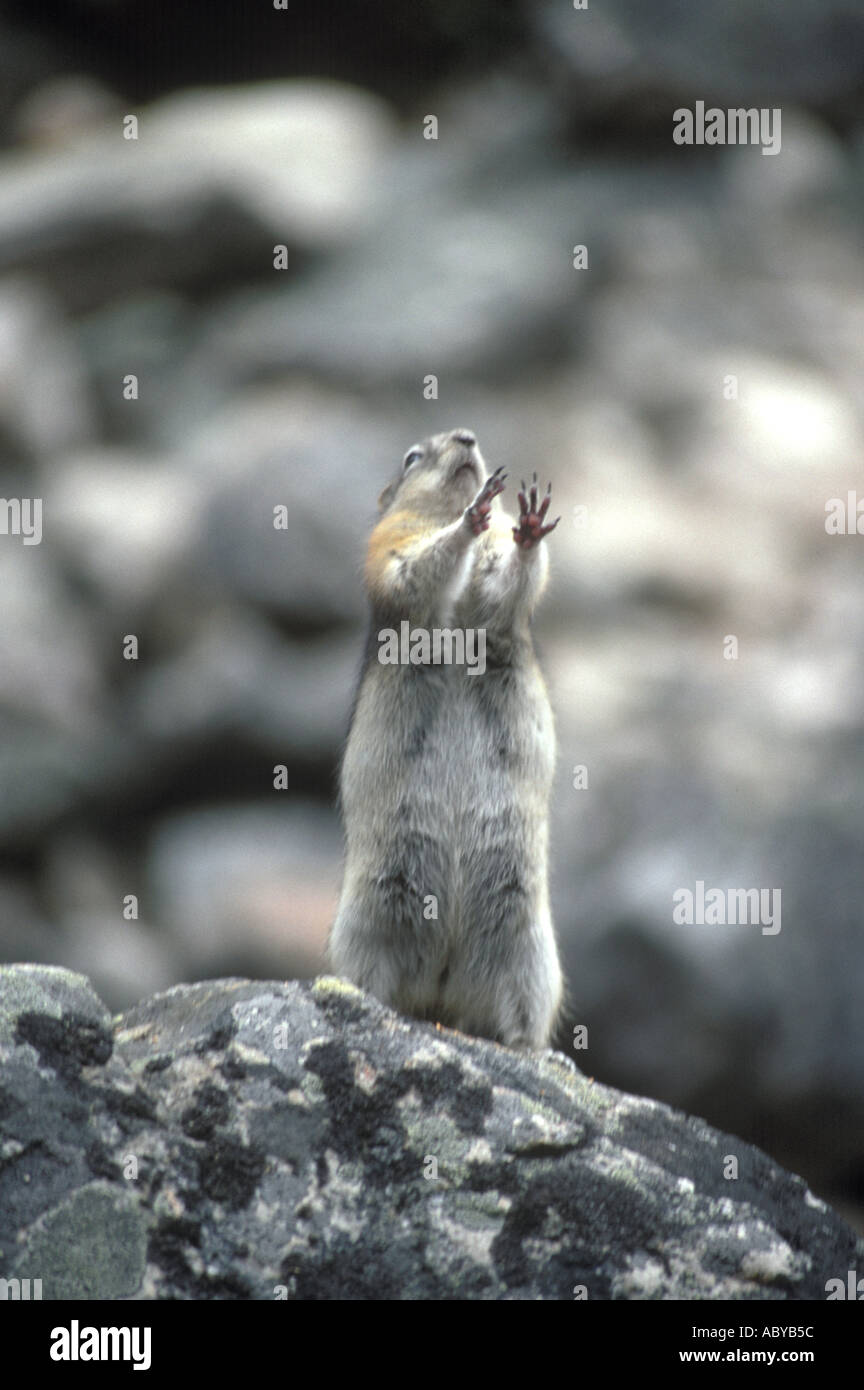Begging chipmunk hi-res stock photography and images - Alamy