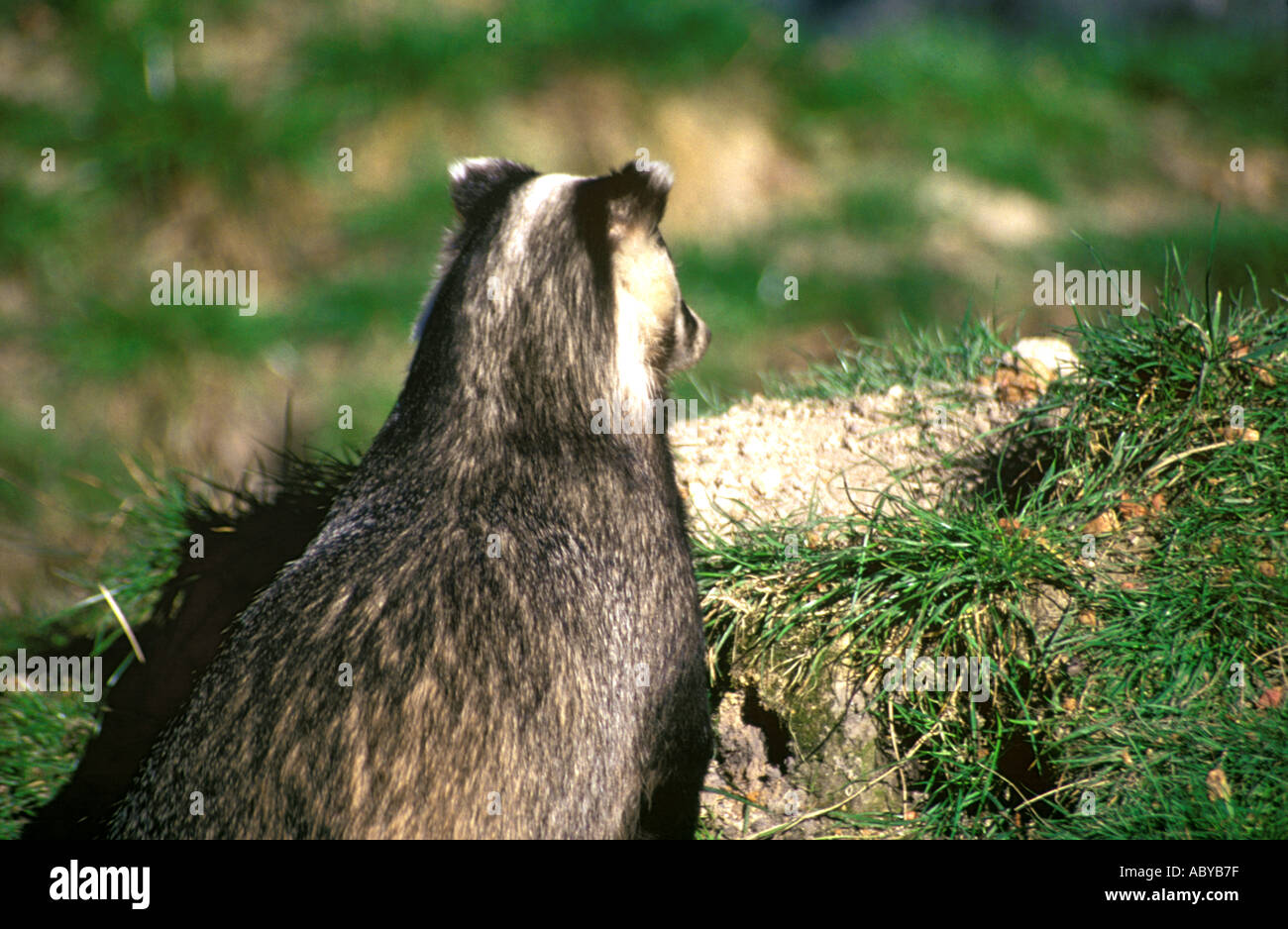 Badger behind hi-res stock photography and images - Alamy