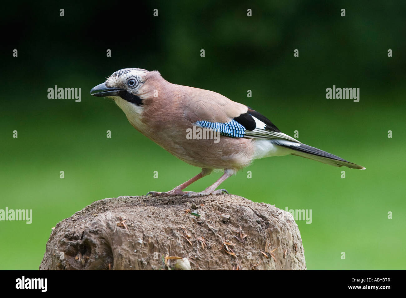 Habitation british birds hi-res stock photography and images - Alamy