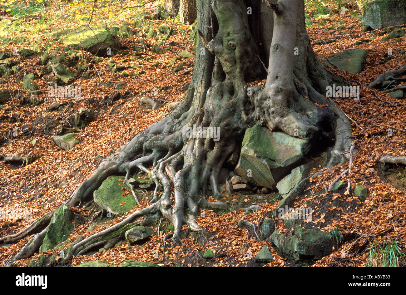 Beech roots hugging the ground Stock Photo - Alamy