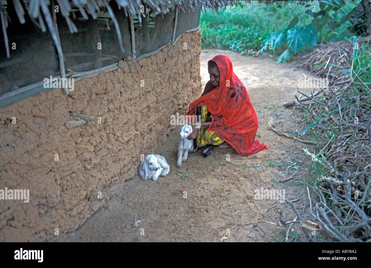 AFRICA KENYA DIGO Muslim woman with her Heifer Project International ...