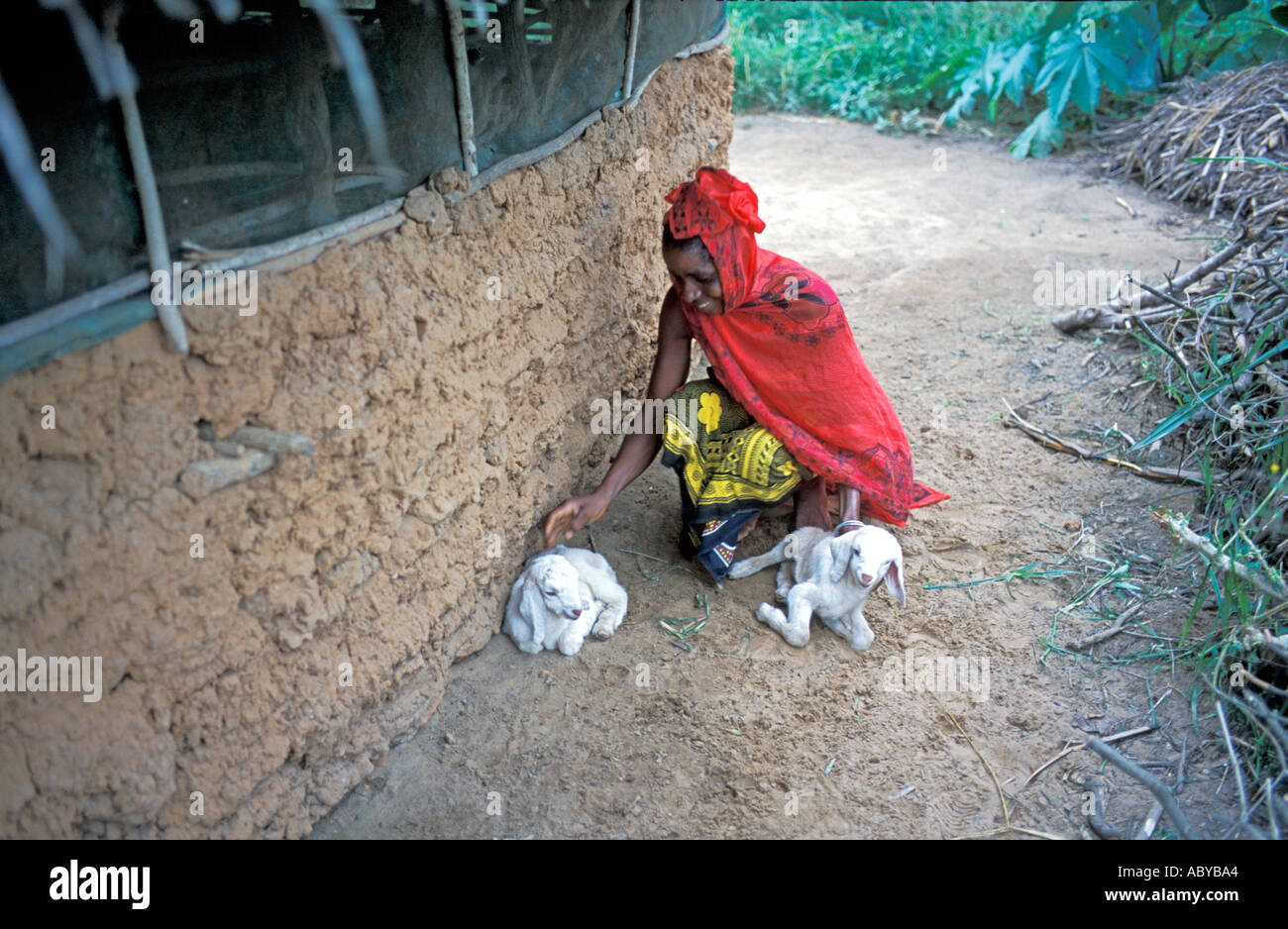 AFRICA KENYA DIGO Muslim woman with her Heifer Project International ...