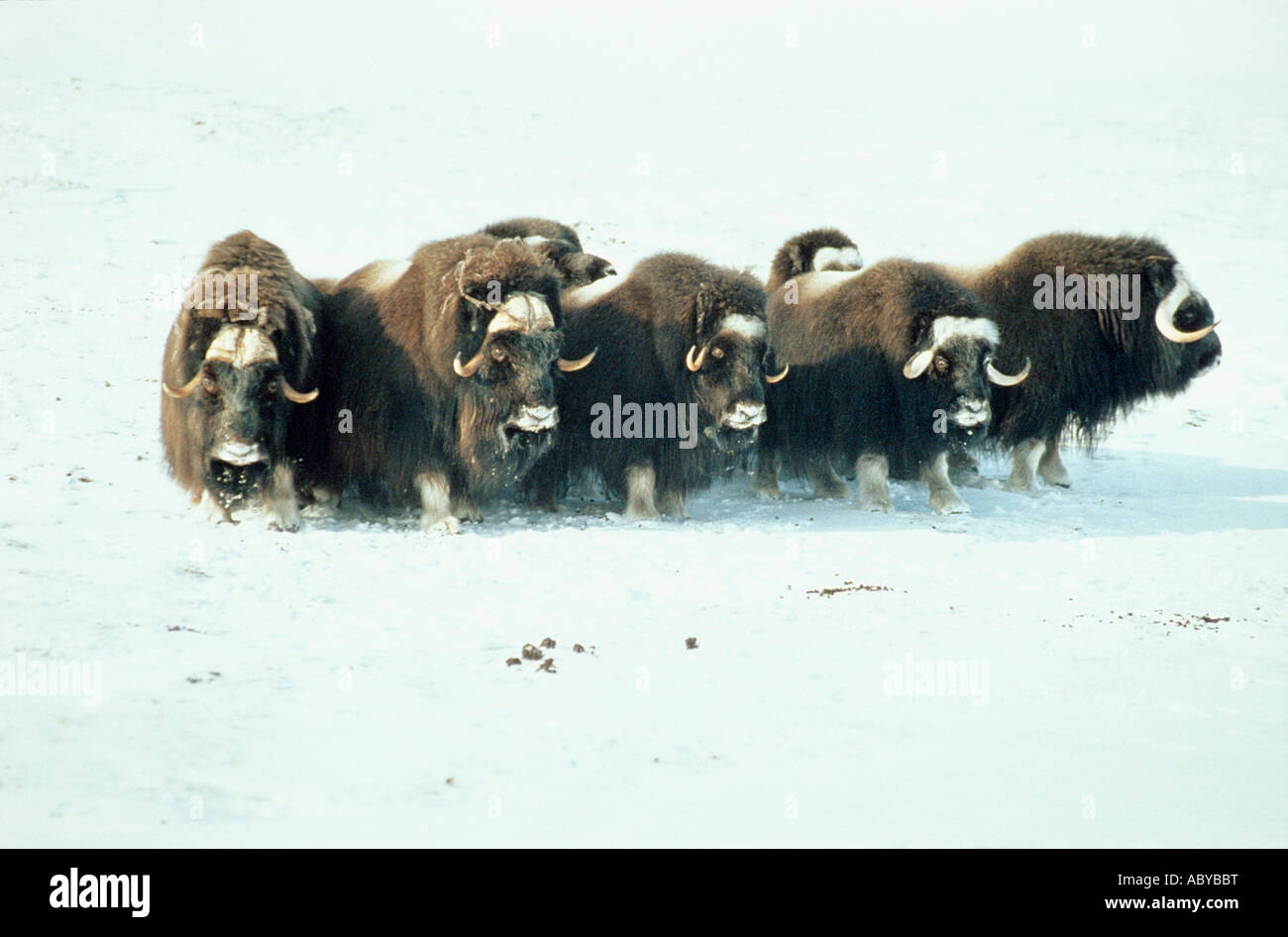 MUSK OXEN Ovibos moschatus Boeuf musqué Muskox Ovibos moschatus Arctic ...