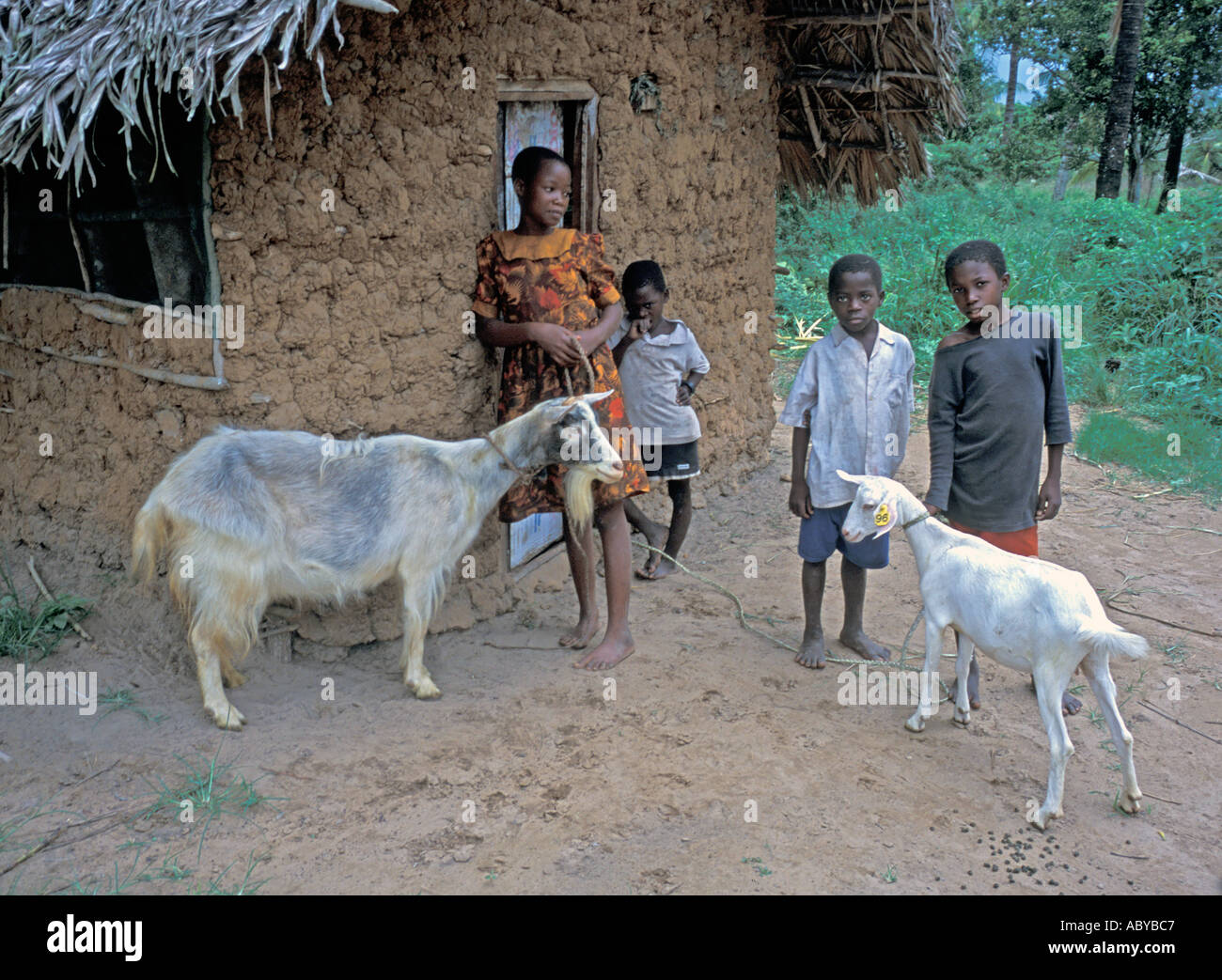 AFRICA KENYA KWALI Kenyan children with their Heifer Project ...