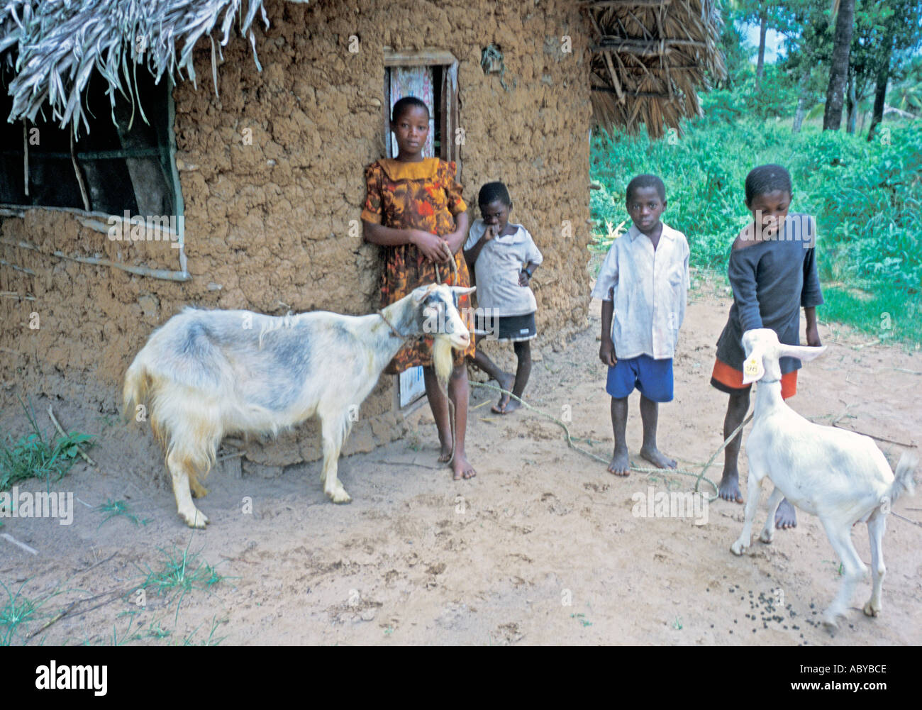 AFRICA KENYA KWALI Kenyan children with their Heifer Project ...