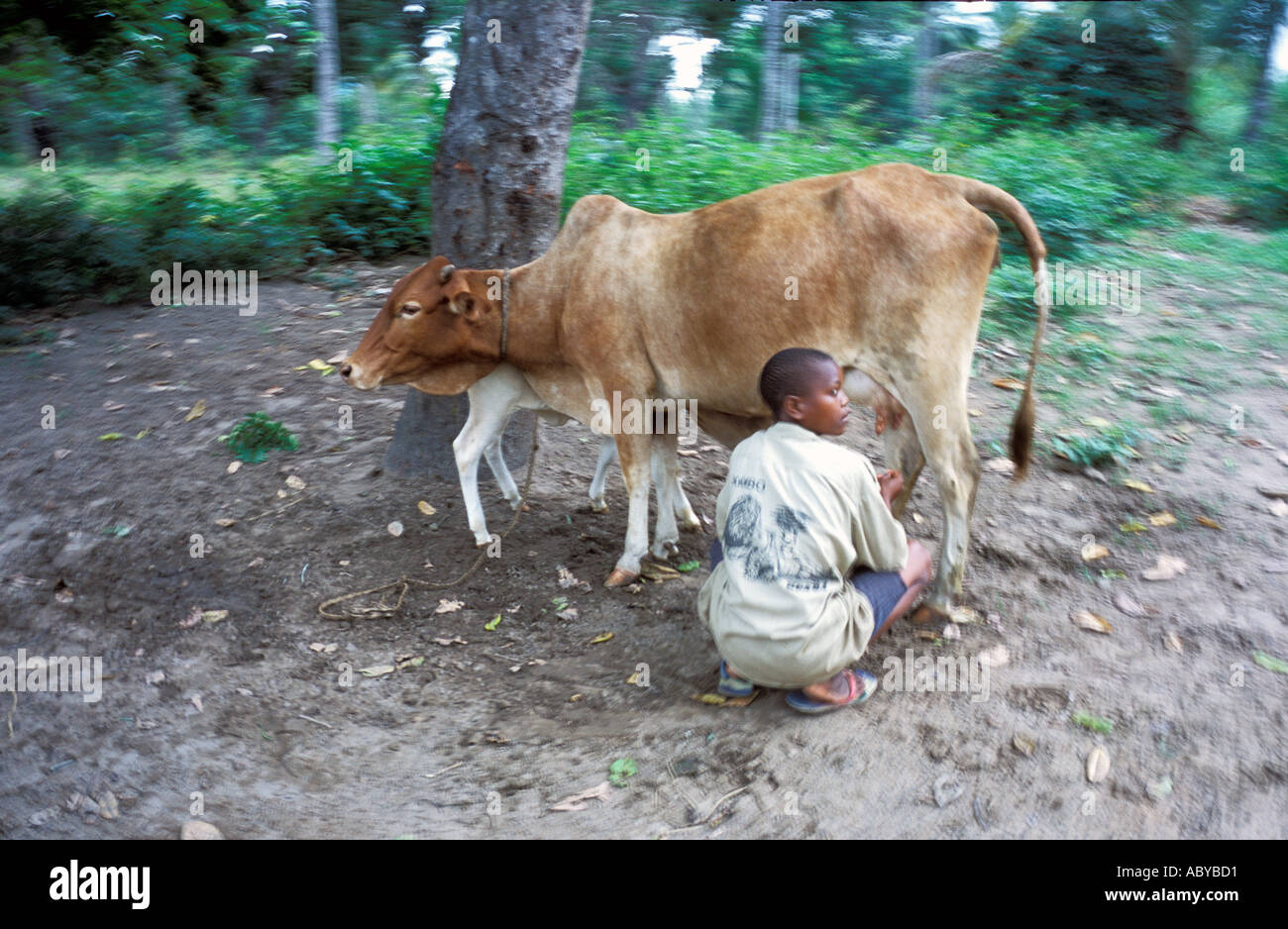 Kenya Cow Dairy High Resolution Stock Photography and Images - Alamy