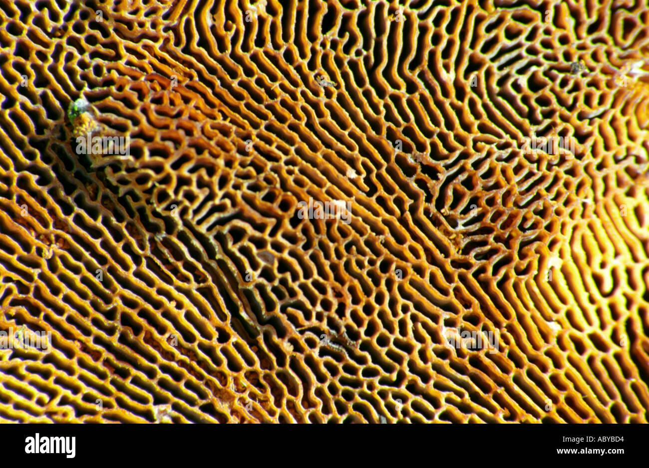 Underside pattern of polypore fungus Stock Photo - Alamy