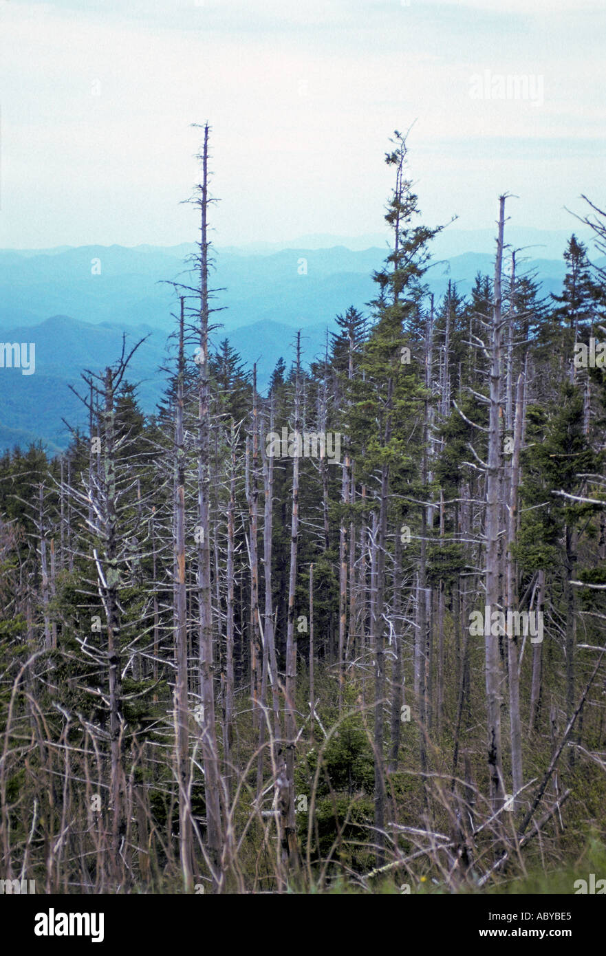 NORTH CAROLINA Mount Mitchell State Park Fraser Fir and Red Spruce ...