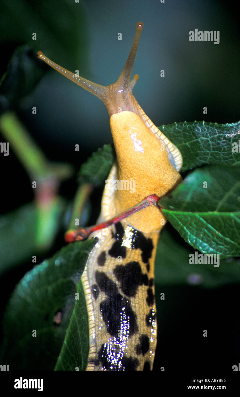 Bright yellow banana slug Stock Photo - Alamy