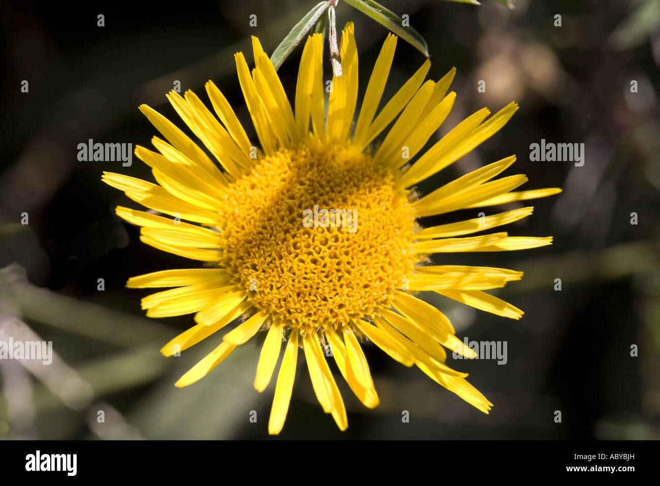 Close up of Aromatic inula (Inula viscosa Stock Photo - Alamy