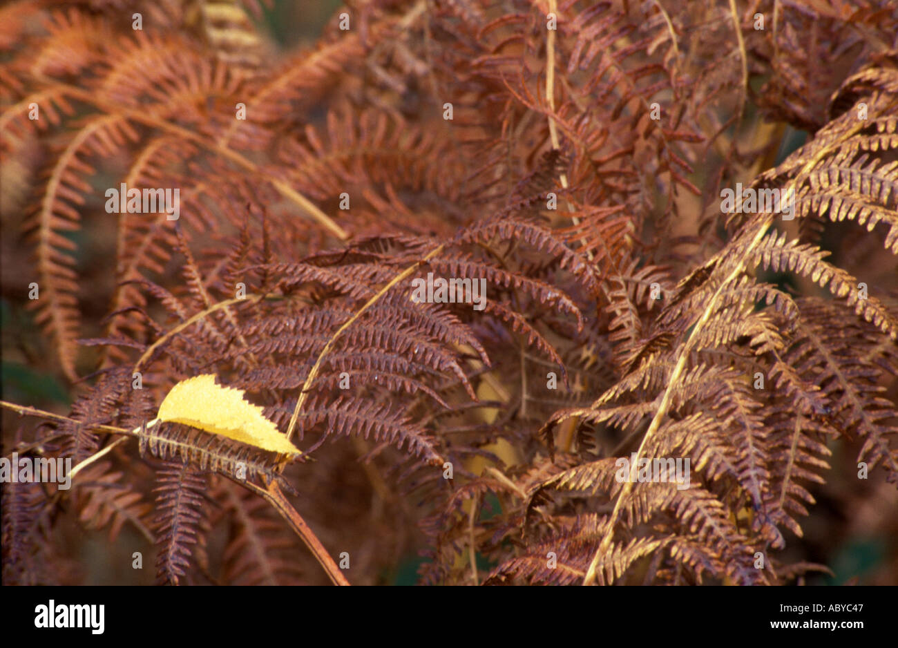 Leaf caught in dry bracken Stock Photo - Alamy