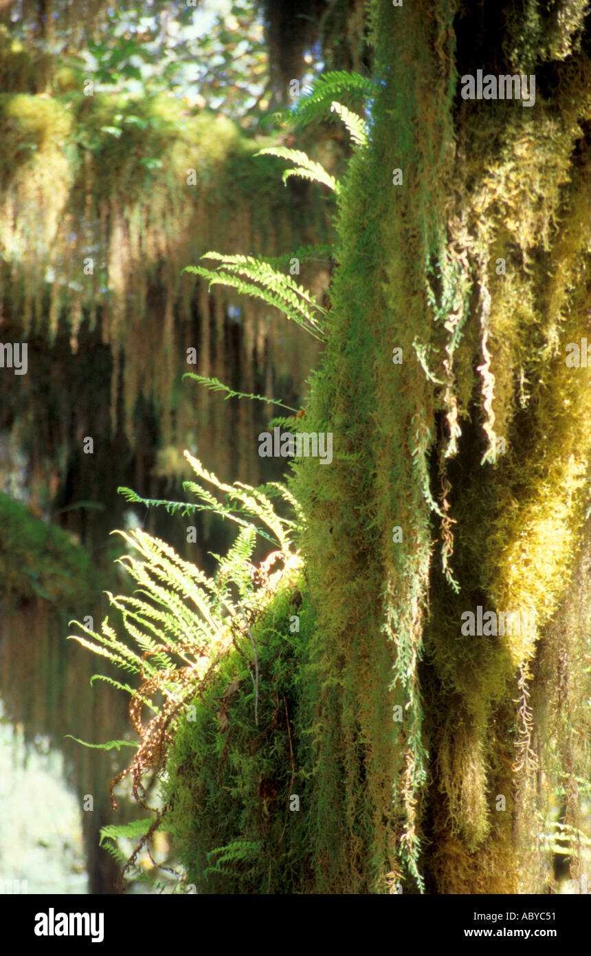 Olympic rainforest epiphytic ferns Stock Photo - Alamy