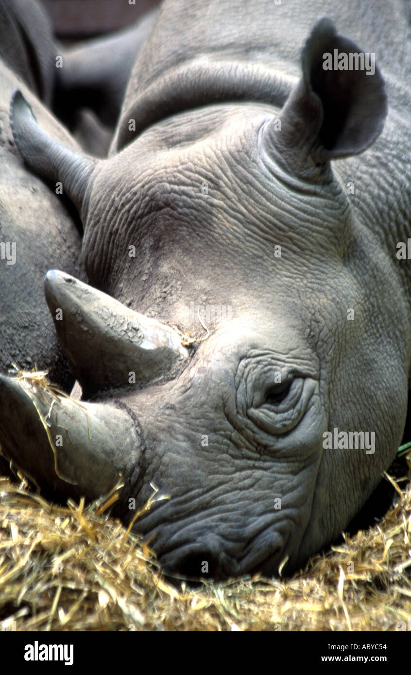 Crowded zoo hi-res stock photography and images - Alamy