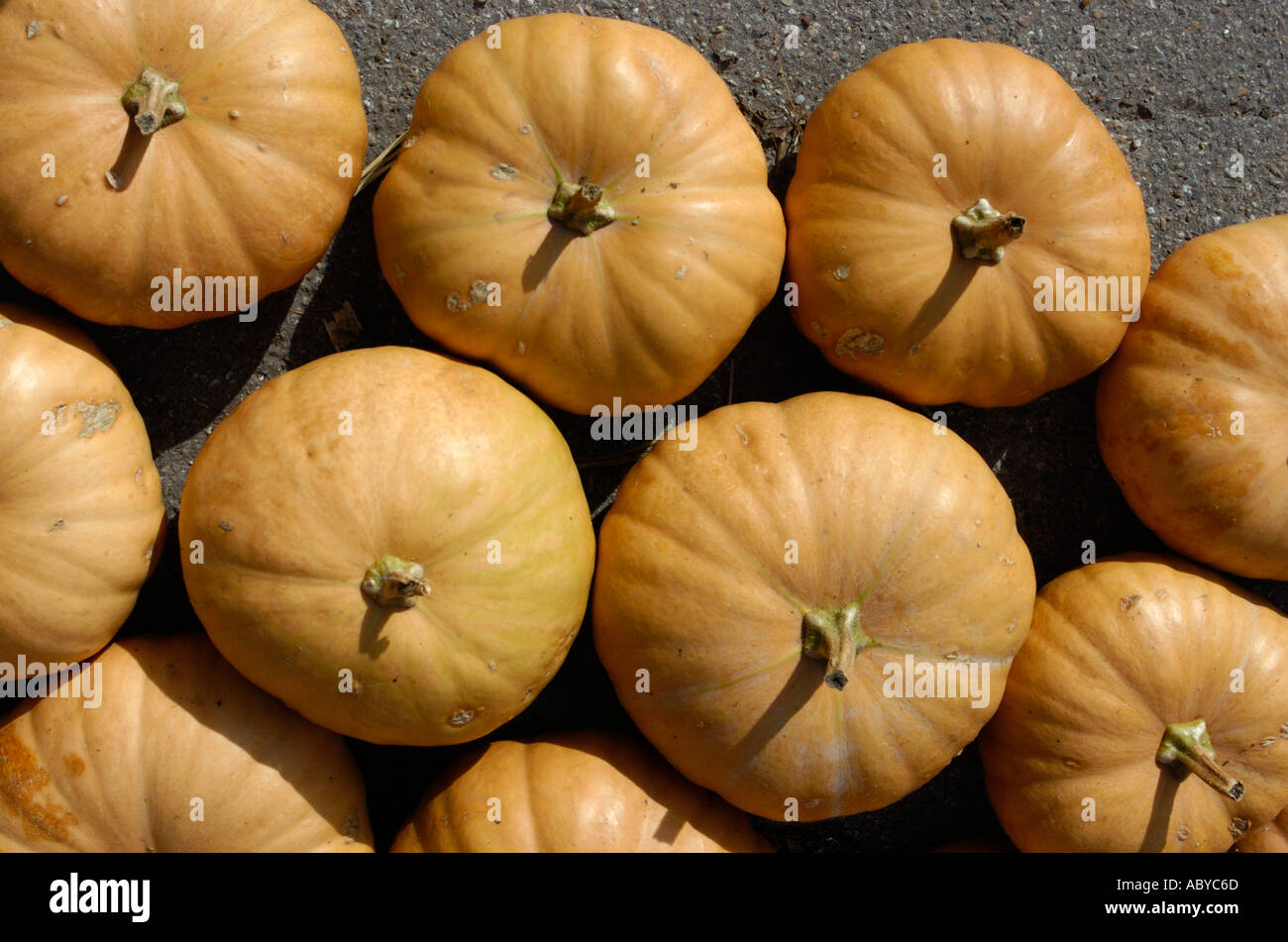 Yellow pumpkins lined up Stock Photo - Alamy