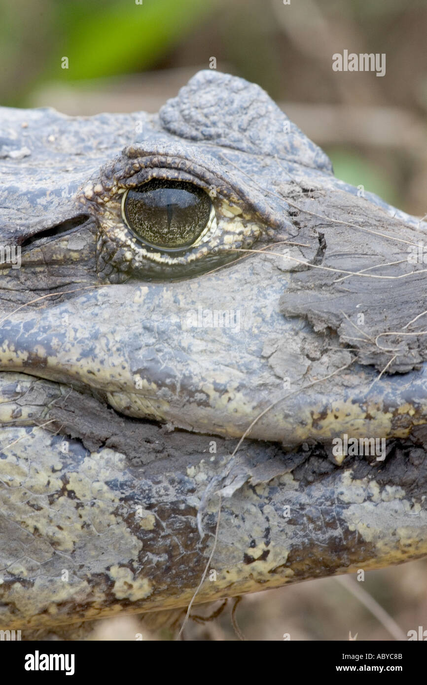 SPECTACLED CAIMAN Caiman crocodilus Stock Photo - Alamy