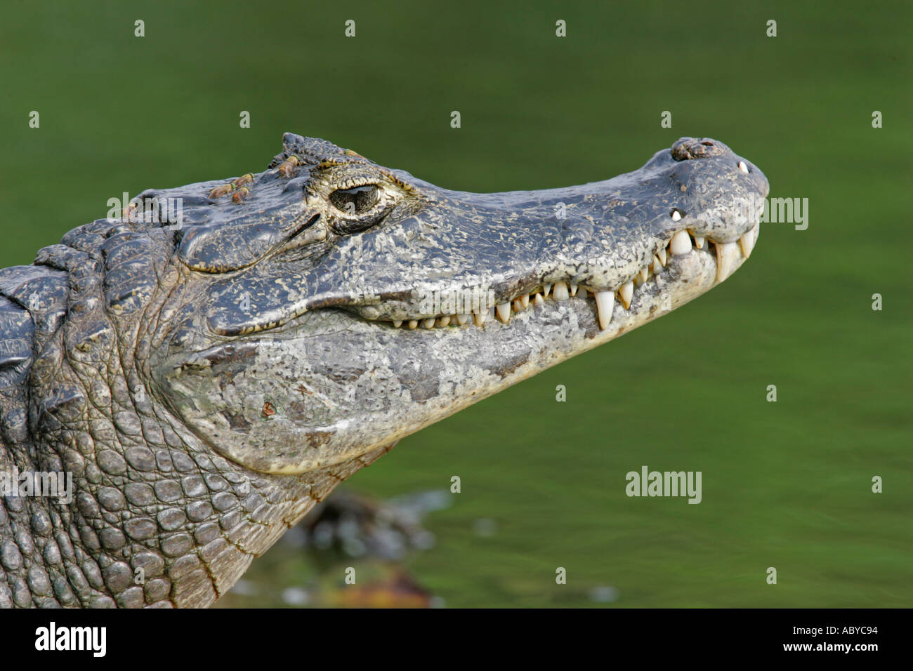 SPECTACLED CAIMAN Caiman crocodilus Stock Photo - Alamy