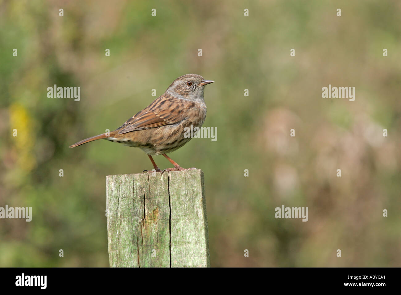 DUNNOCK OR HEDGE SPARROW Prunella modularis Stock Photo - Alamy