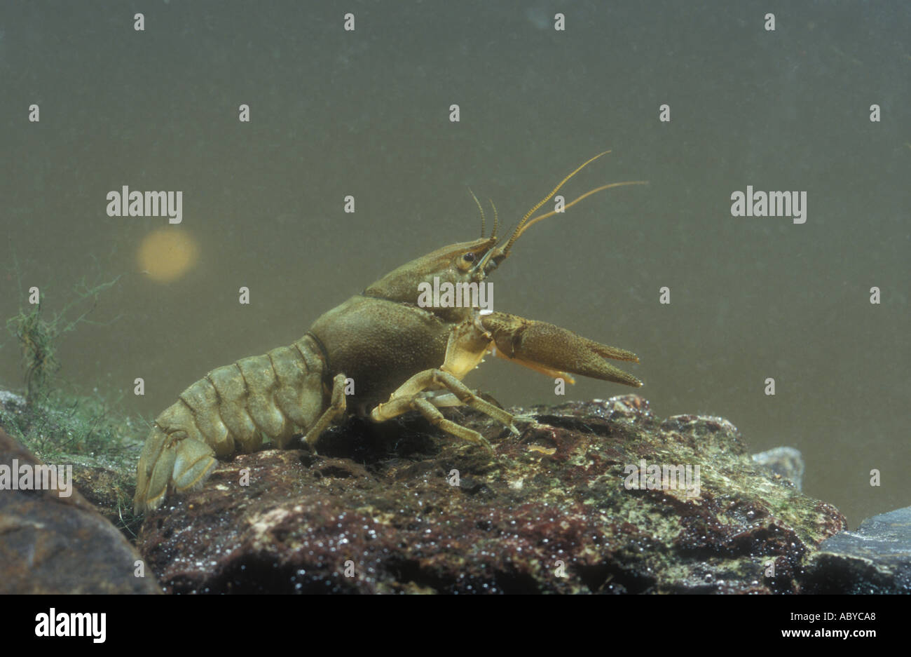 FRESHWATER CRAYFISH Austropotamobius pallipes Stock Photo - Alamy
