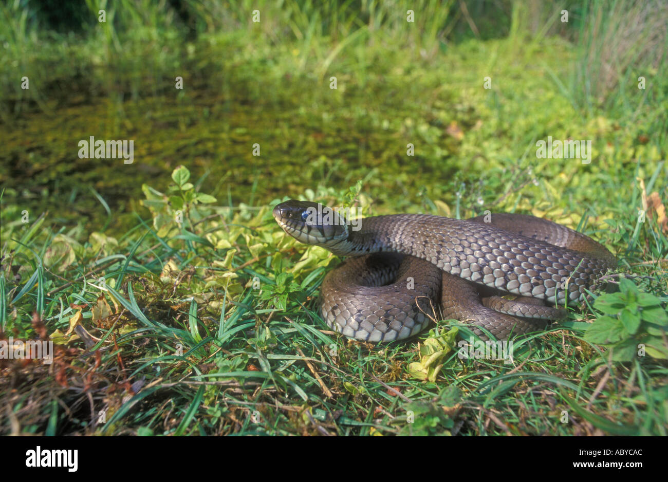 Grass snake uk water hi-res stock photography and images - Alamy