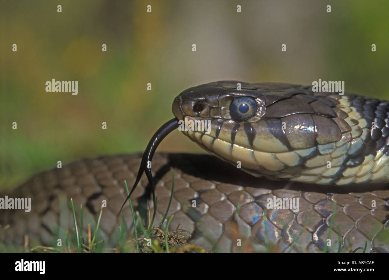 GRASS SNAKE Natrix natrix Stock Photo - Alamy