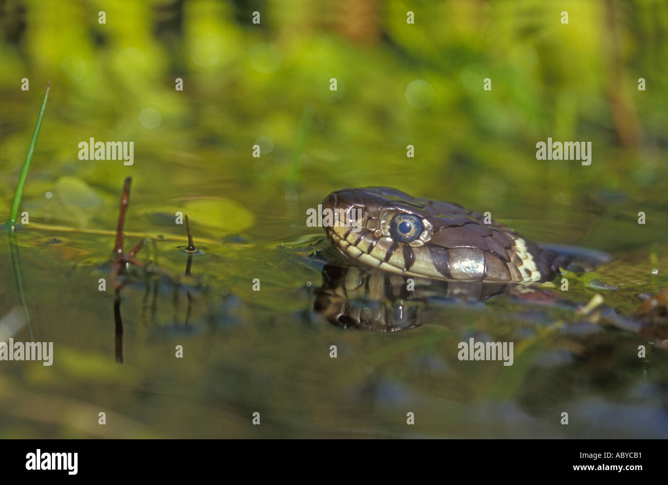 GRASS SNAKE Natrix natrix Stock Photo - Alamy