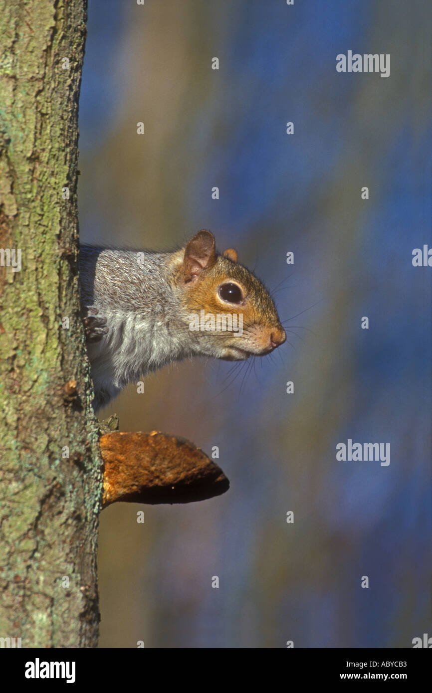Tree damage by squirrel hi-res stock photography and images - Alamy