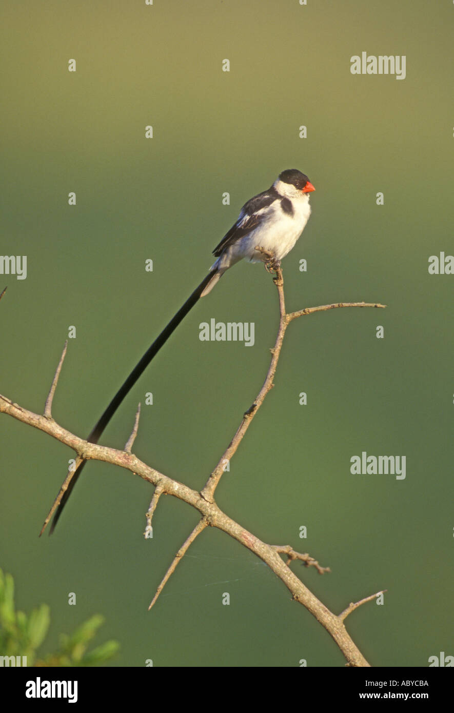 PIN TAILED WHYDAH Vidua macroura Stock Photo - Alamy