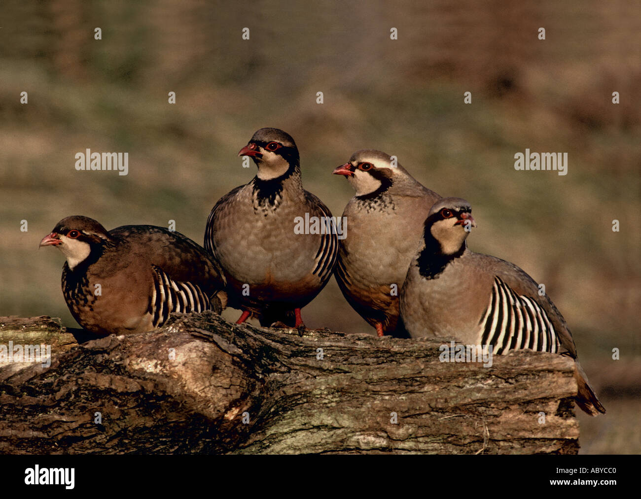 RED LEGGED PARTRIDGE Alectoris rufa Stock Photo - Alamy