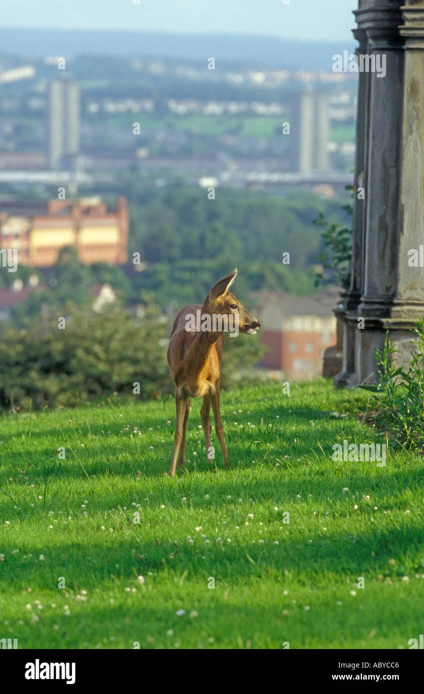 Capreolus capreolus city hi-res stock photography and images - Alamy