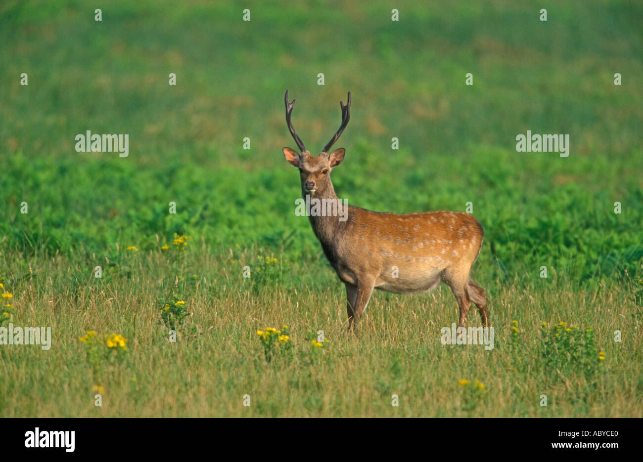 SIKA DEER Cervus nippon Stock Photo - Alamy