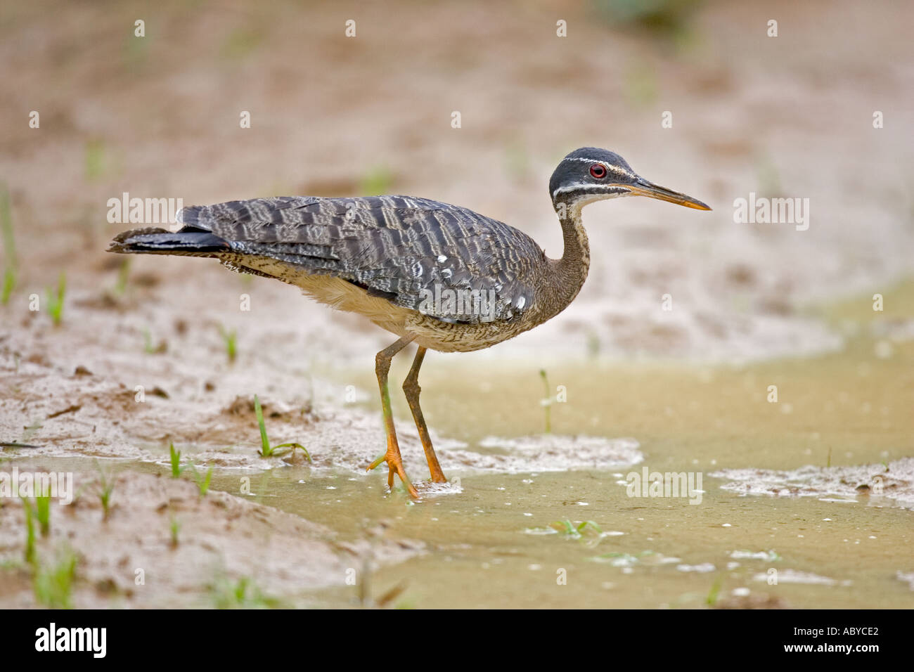 Sun bittern bird hi-res stock photography and images - Alamy