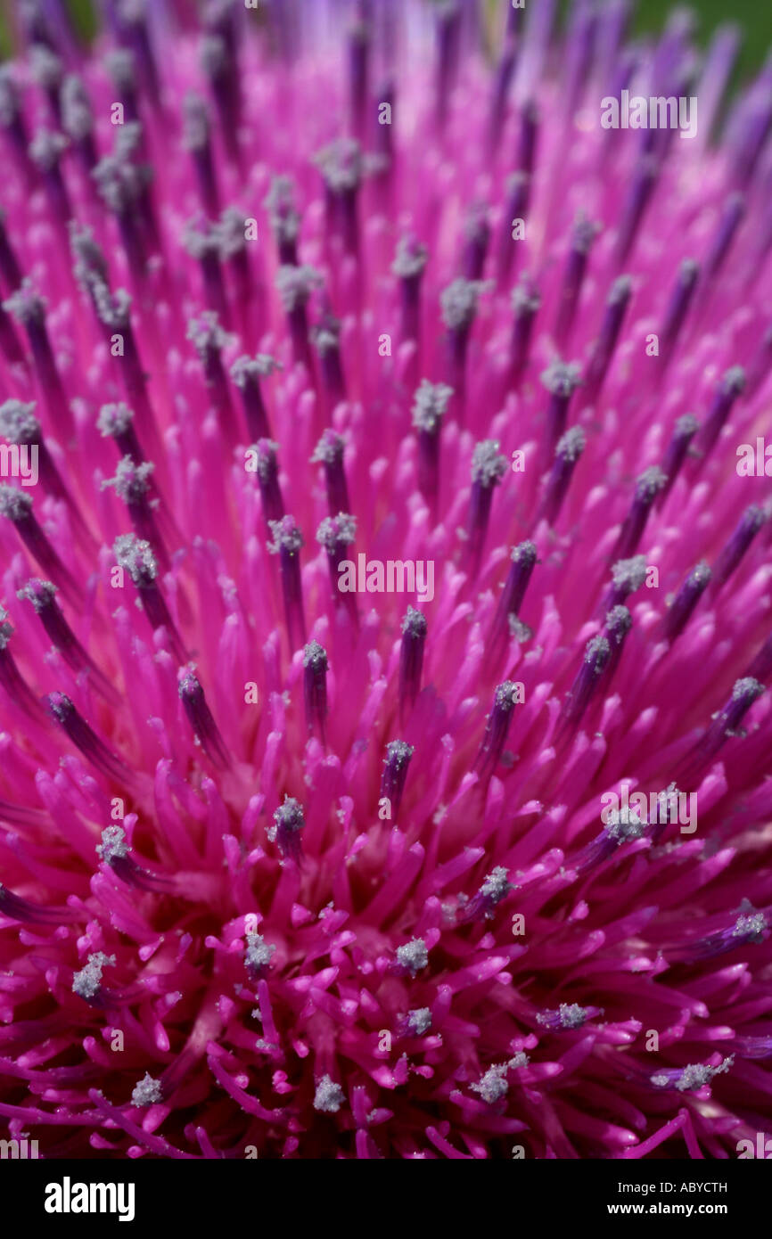 Musk Thistle (Carduus nutans) close-up of flower Stock Photo - Alamy