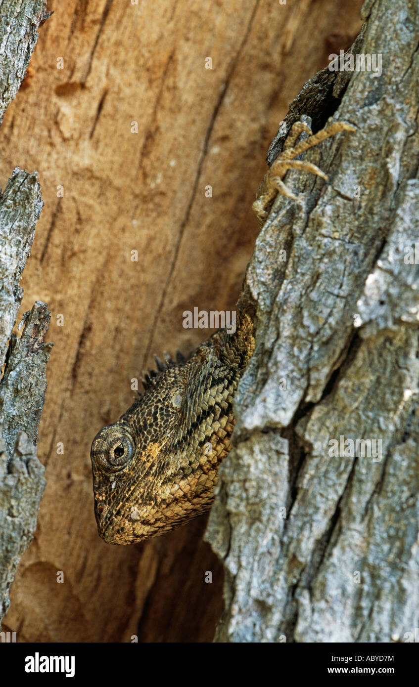 Garden lizard india hi-res stock photography and images - Alamy